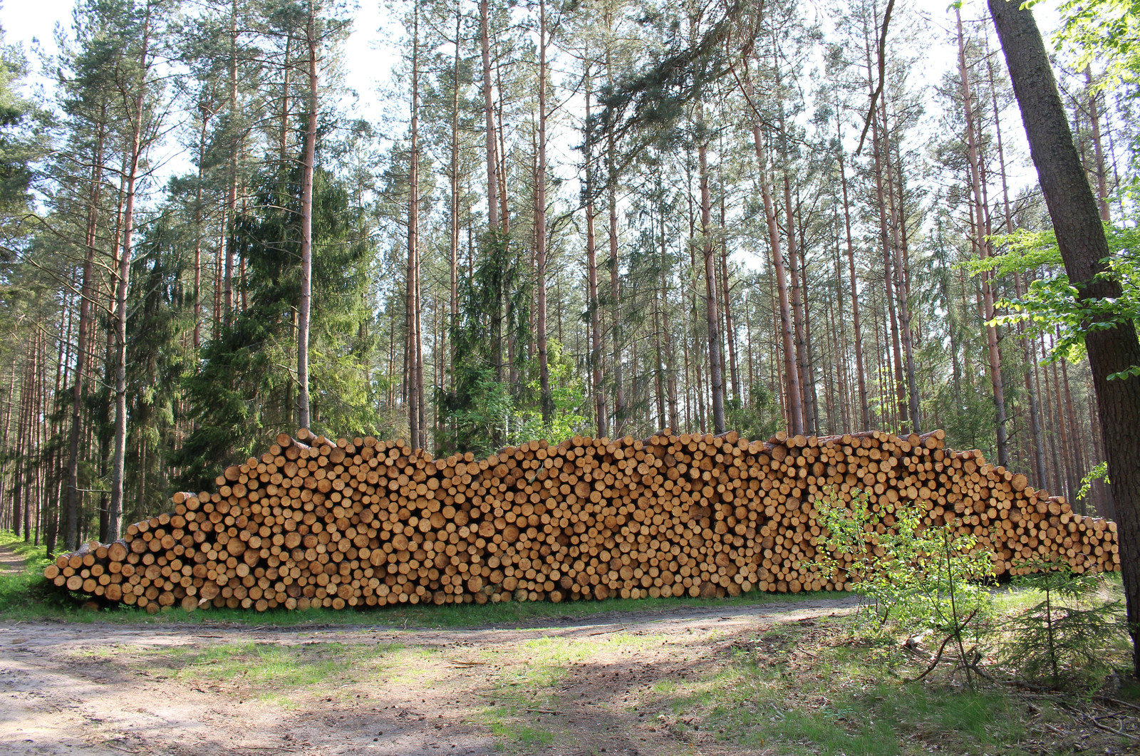 Er komt steeds meer bos bij in Europa, maar de kwaliteit is slecht