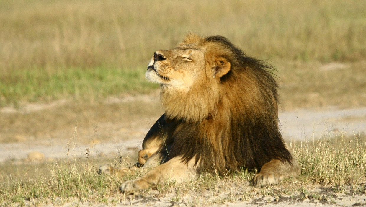 Zimbabwe beperkt jacht op groot wild na de dood van leeuw Cecil
