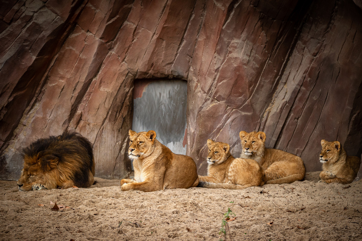 ‘Drie namen met een X gezocht’: ZOO Antwerpen verwelkomt drieling ...