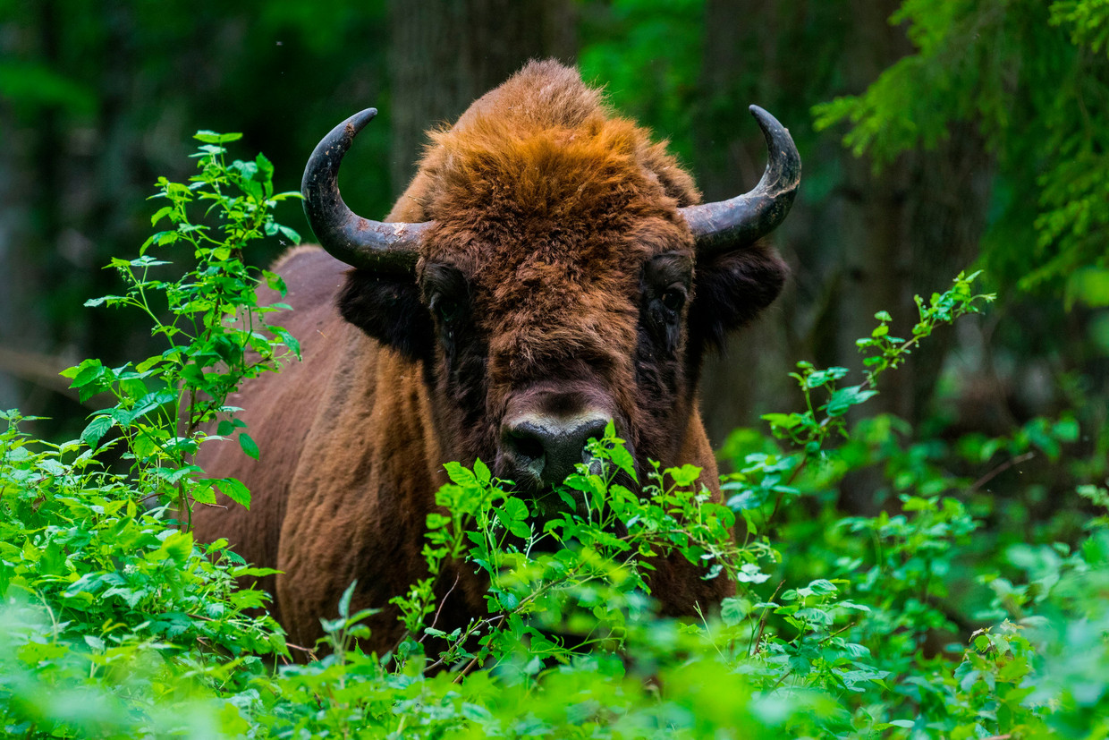 De opmerkelijke terugkeer van dieren in Europa: ‘Als je hen de kans ...