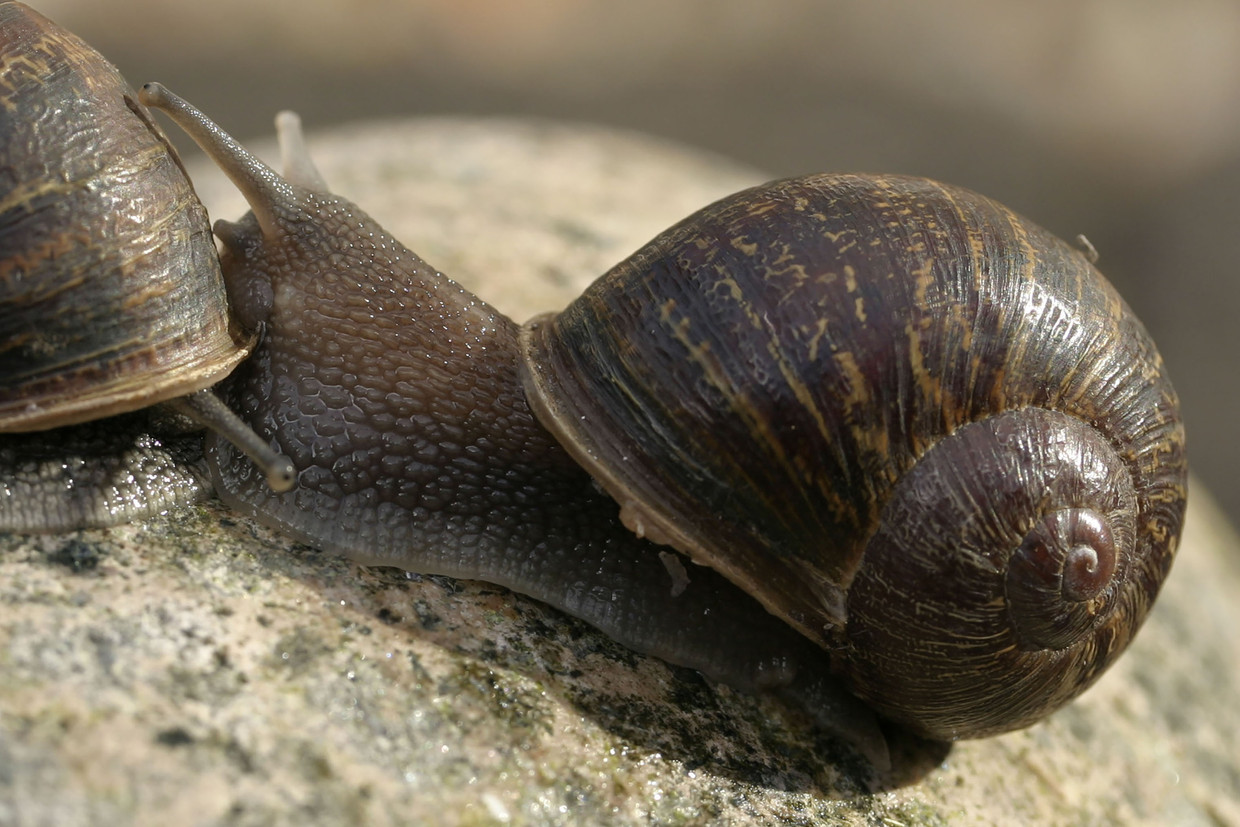 Vergeet bier en koper: 5 tips voor een succesvolle én diervriendelijke ...