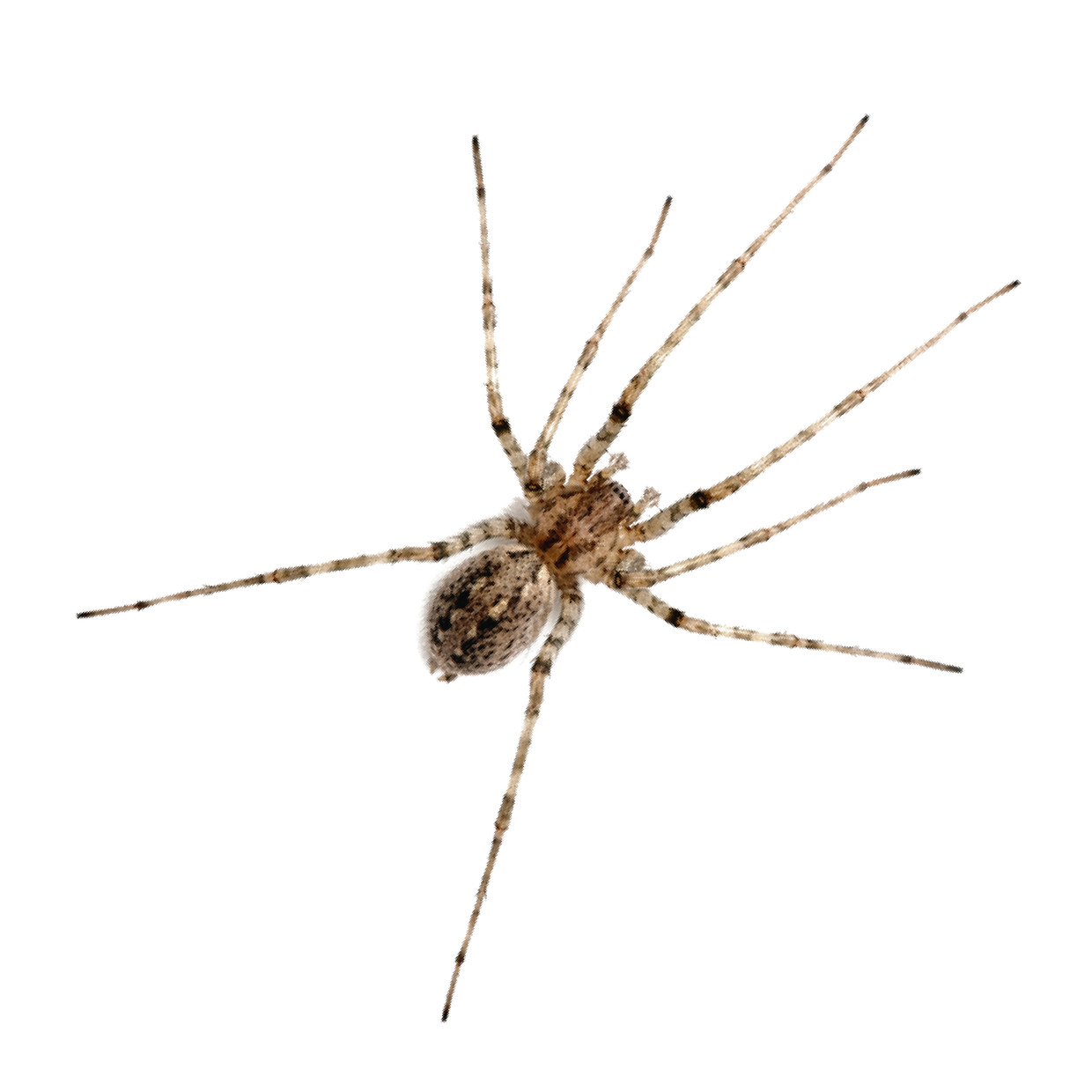 Het spinnenseizoen gaat van start, en dit is wat u daarover moet weten