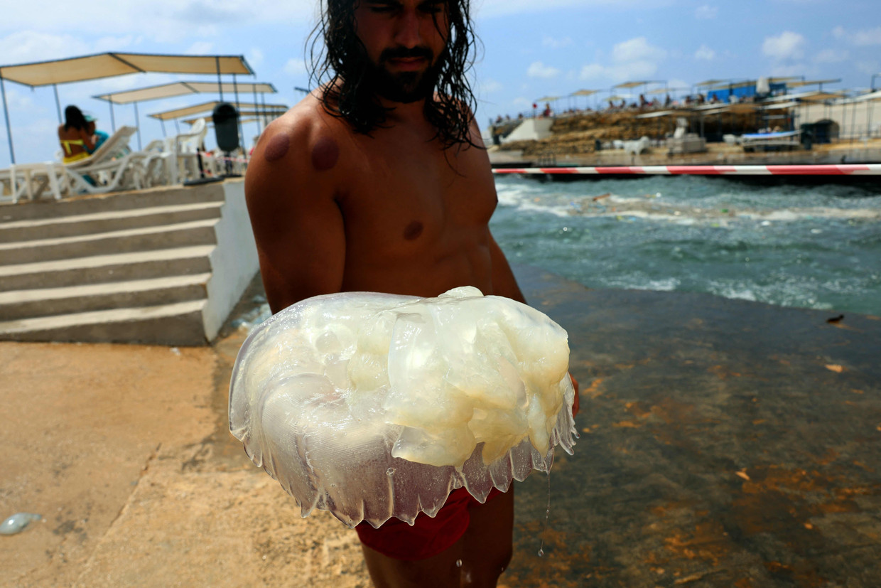 Lossen restaurants het wereldwijde probleem met kwallen op? | De Morgen