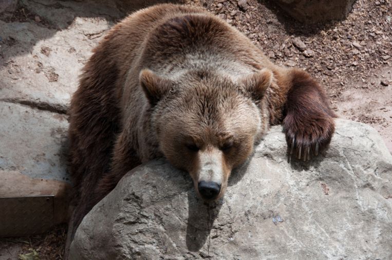 Enkel beer ontsnapte uit Duitse zoo nabij Belgische grens, andere ...