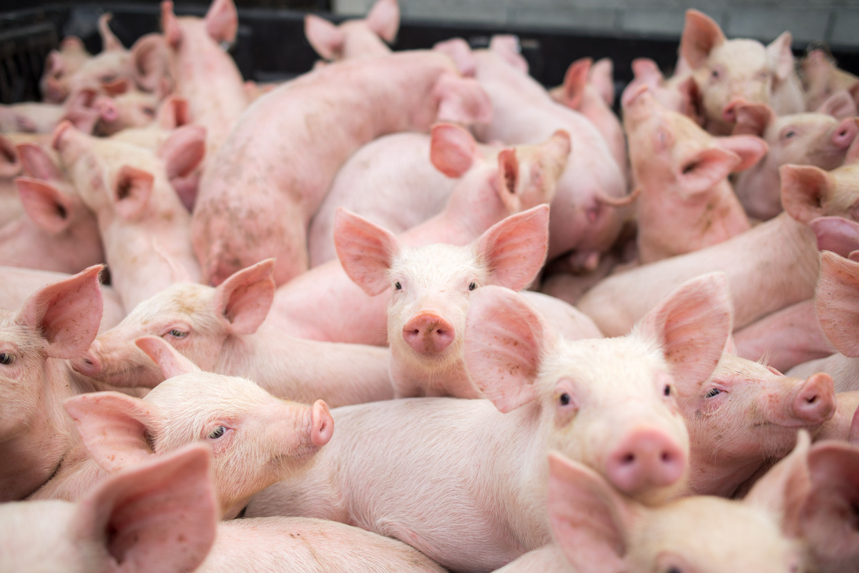 Zo weet u hoe varkens zich voelen: hoe korter de knor, hoe vrolijker