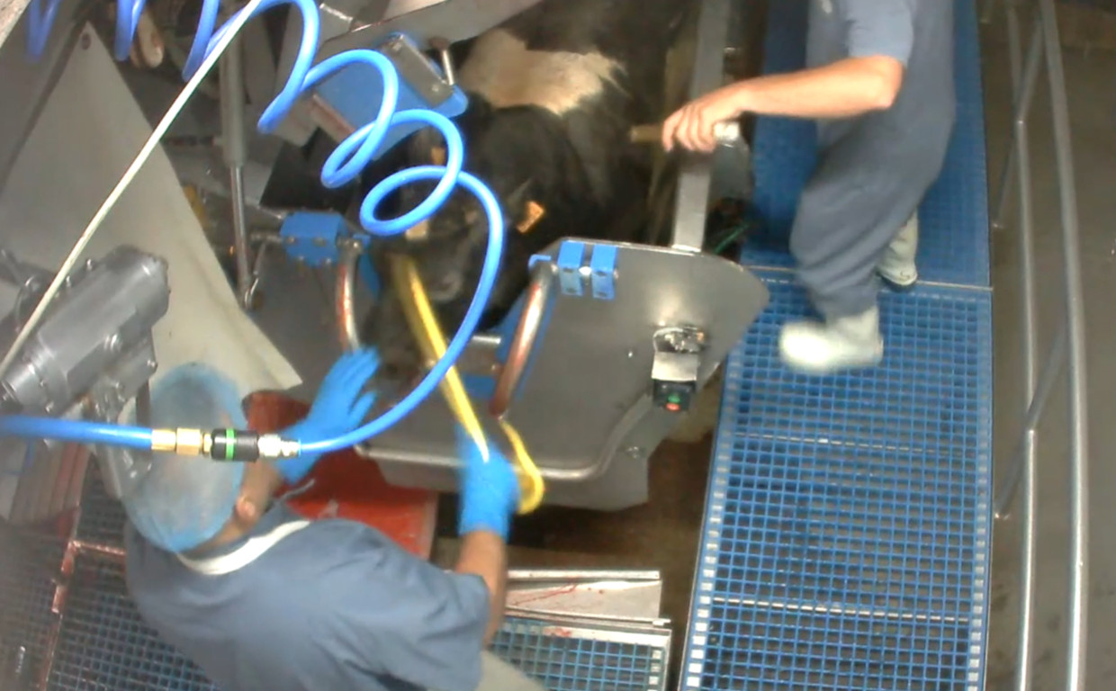 Opnieuw schokkende beelden uit Vlaams slachthuis: “Tijd voor ...