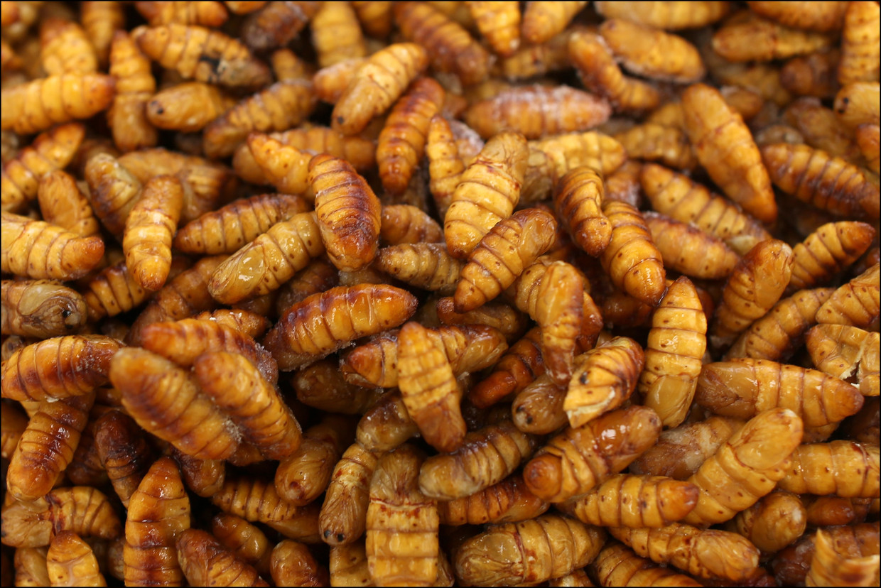 Insecten eten is veilig, als ze op de juiste manier bereid zijn