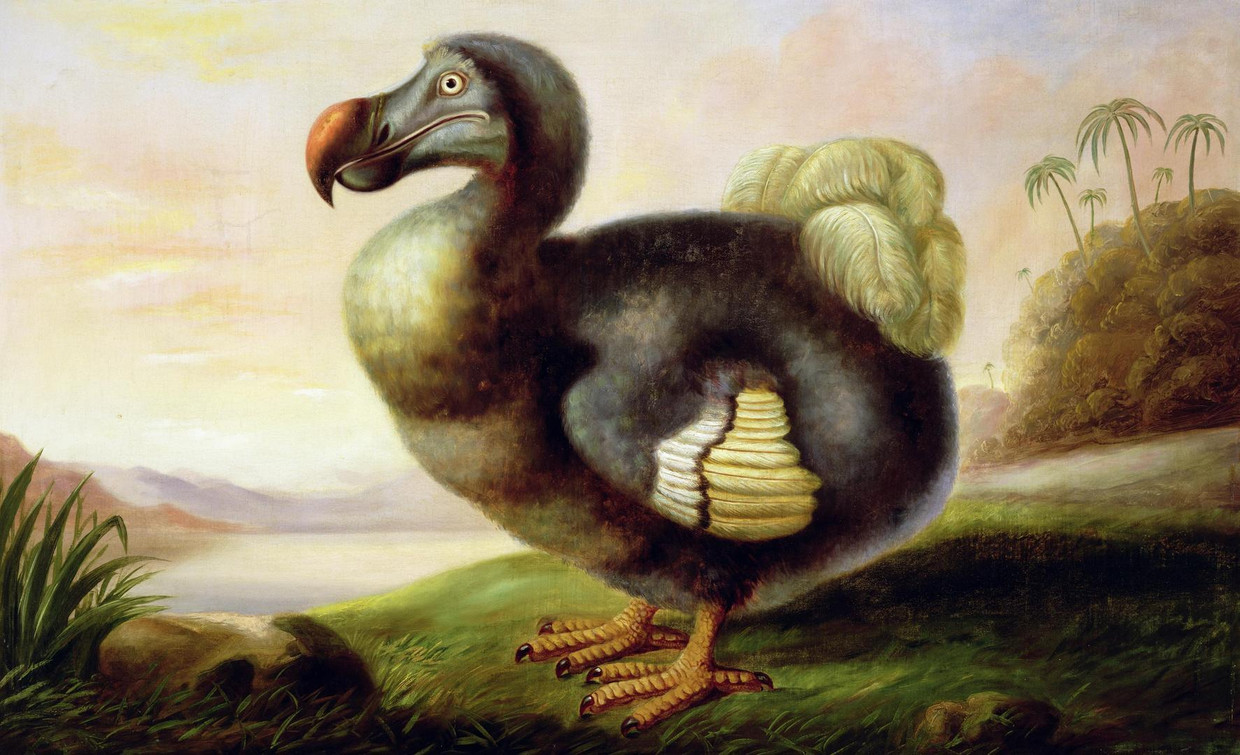 Staat de dodo op uit de doden? En vooral: willen we dat wel?