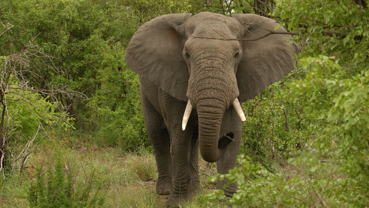 Stropers doden vijf olifanten in Congolees natuurreservaat | De Morgen