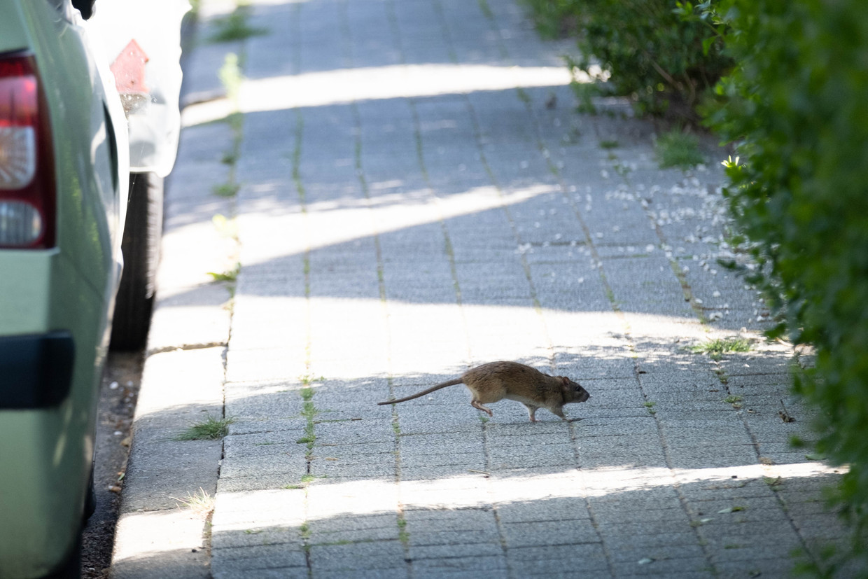 ‘Ze zitten overal’: ratten overspoelen Amsterdam | De Morgen