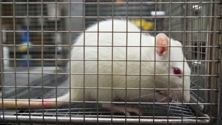 Elk jaar meer proefdieren | De Morgen