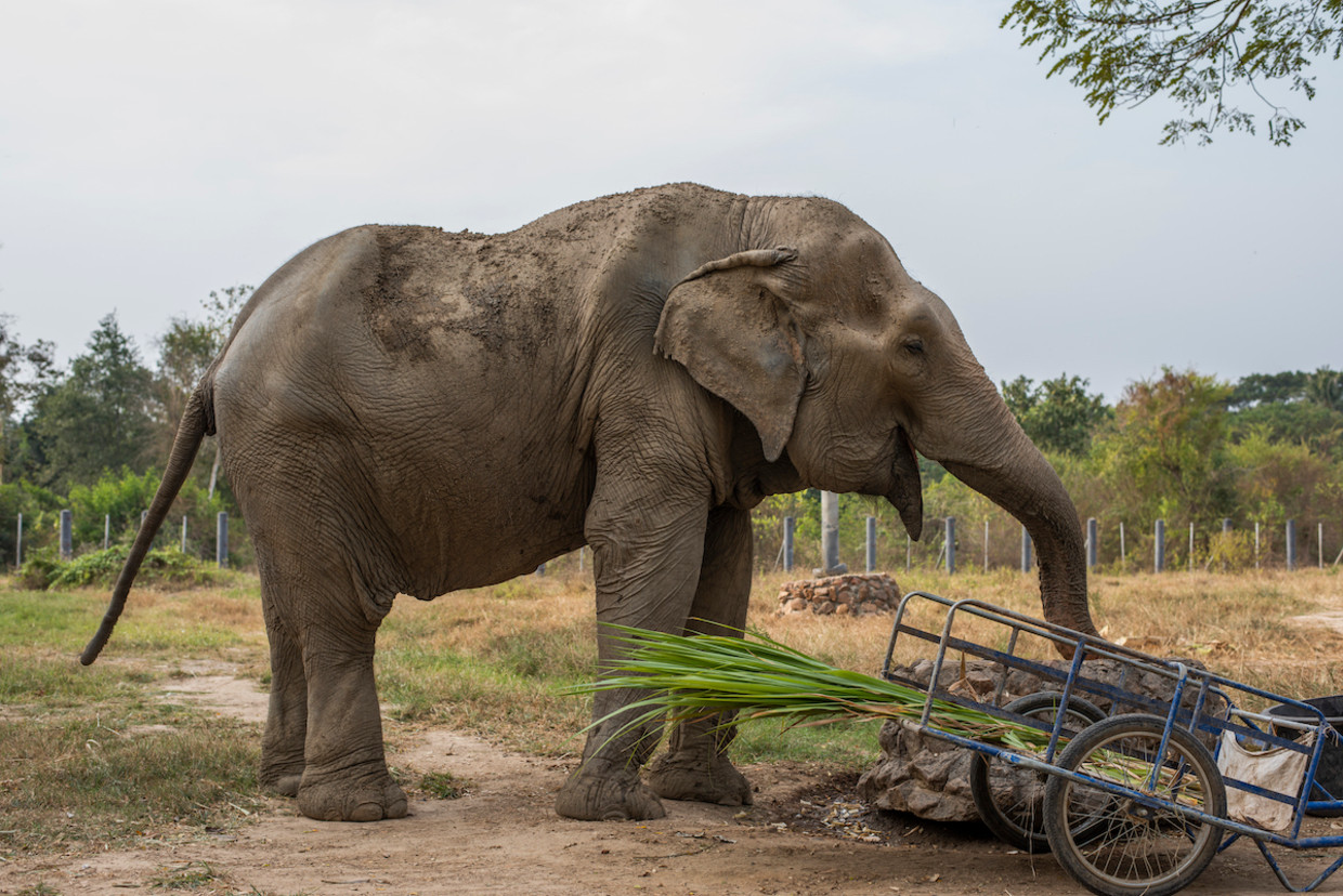 Beelden tonen wat jaren van toeristenritjes doen met een olifant: ‘Ze werken zich letterlijk dood’
