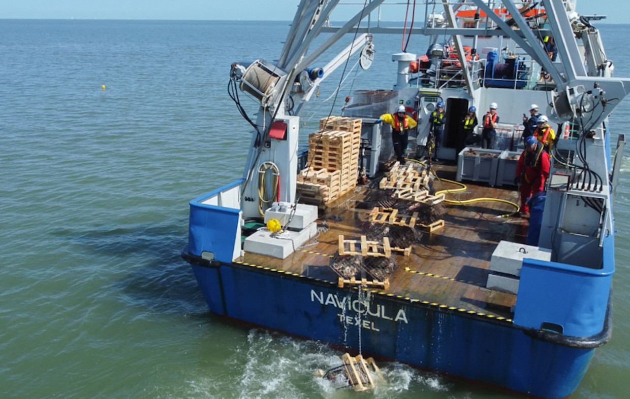 Vijf miljoen babyoesters uitgezet in Noordzee voor rifherstel
