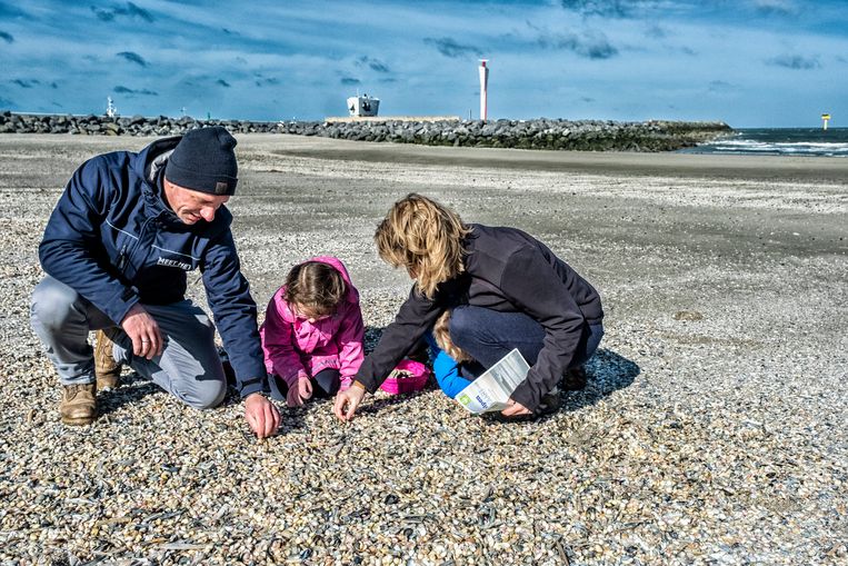 Schelpen rapen voor de wetenschap: ‘Vergeet ook de minder mooie ...