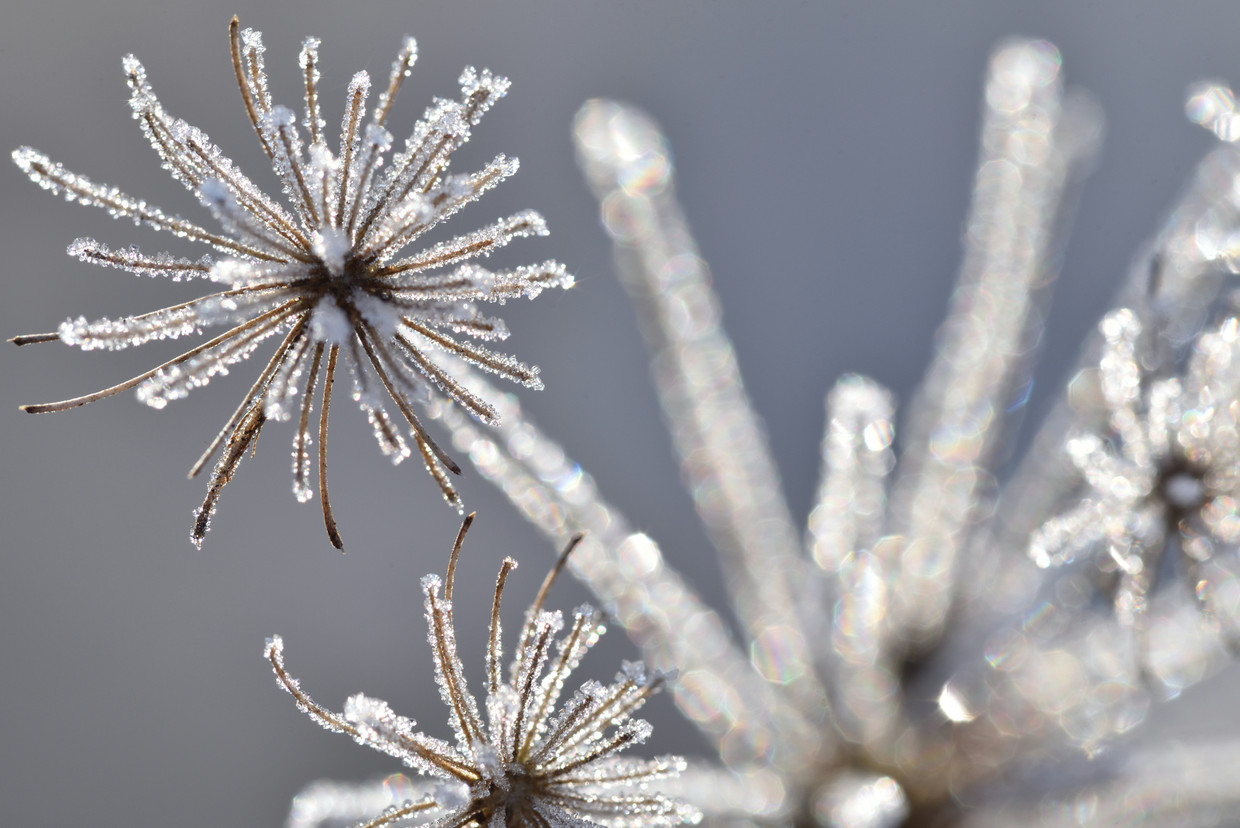 Het wordt vannacht een pak kouder, in de Ardennen gaat het zelfs vriezen