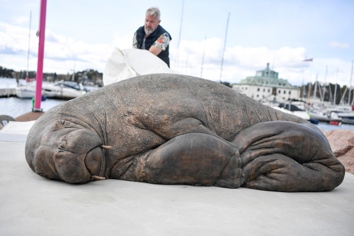 Afgemaakte walrus Freya krijgt bronzen standbeeld in Oslo | De Morgen