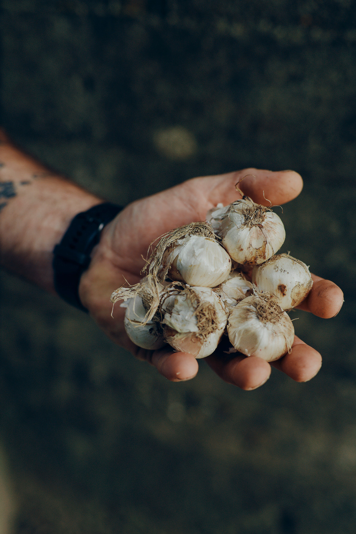 De poppy is ‘te Brits’ en dus moet de sierui een inclusiever WO I ...