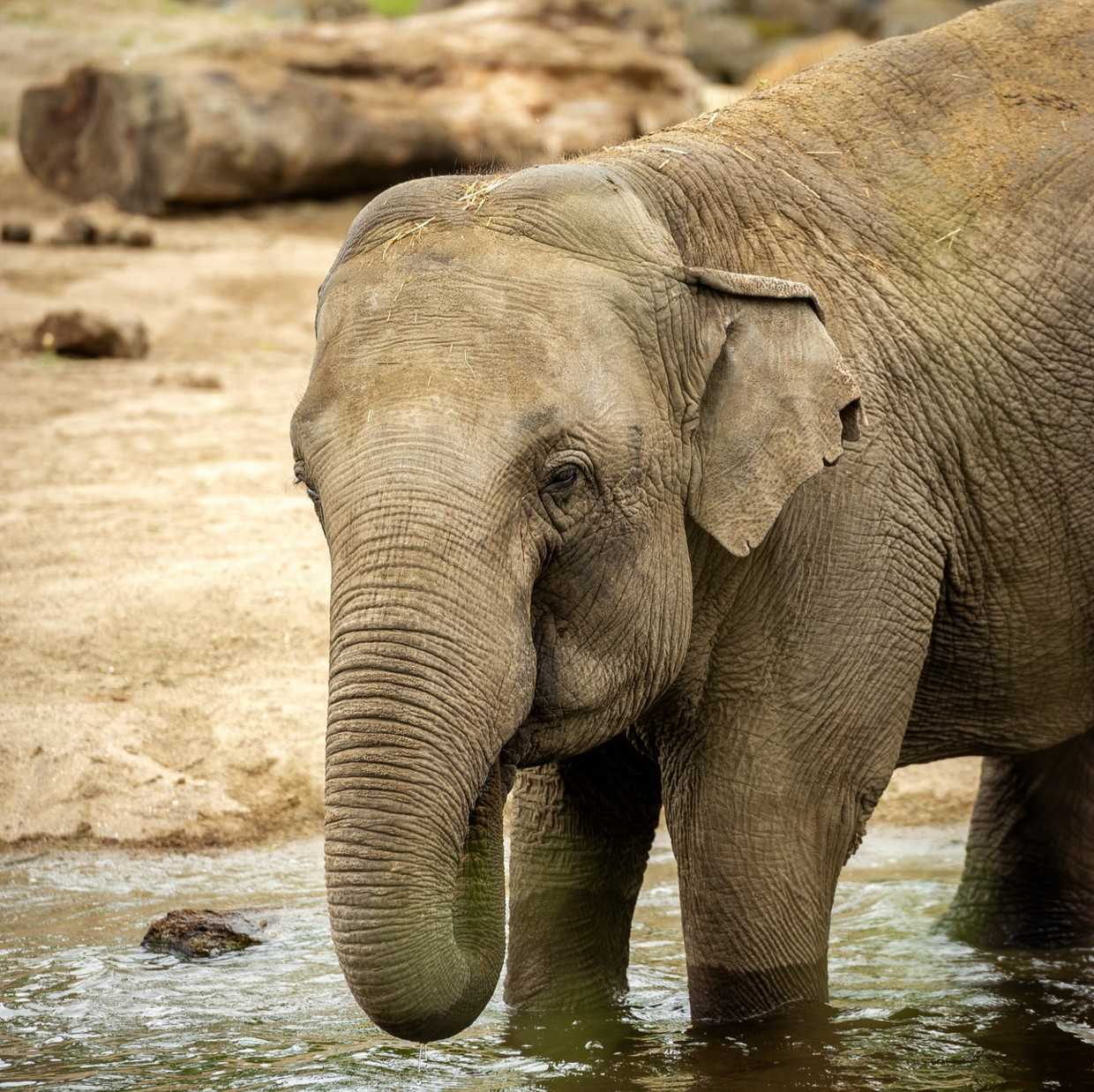 44-jarige olifant Yu Yu Yin overleden in ZOO Planckendael: ‘Viel plots neer’