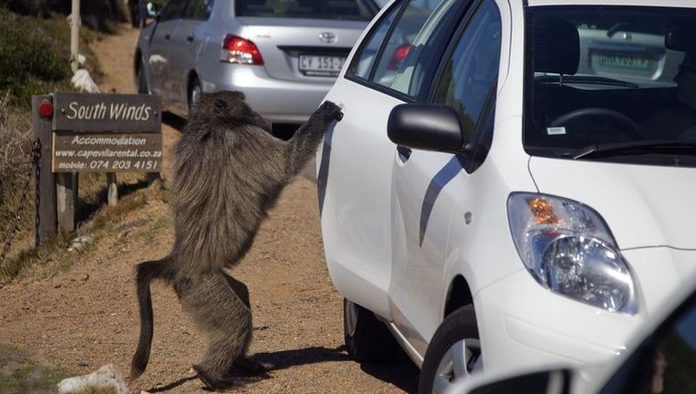 De leukste Afrikaanse woordjes: moltrein en padbuffel | De Morgen
