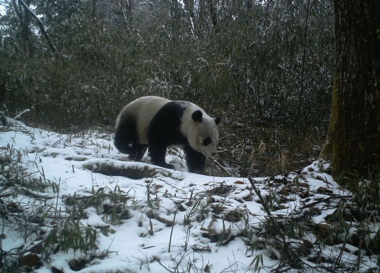 WWF China legt wilde panda's vast op foto | De Morgen