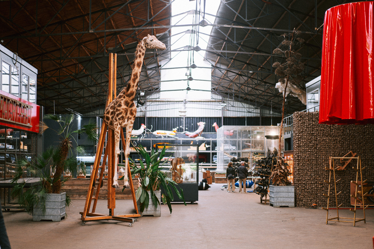 Verbeke Foundation viert 15-jarig bestaan met nieuwe expo: ‘Ik begrijp ...