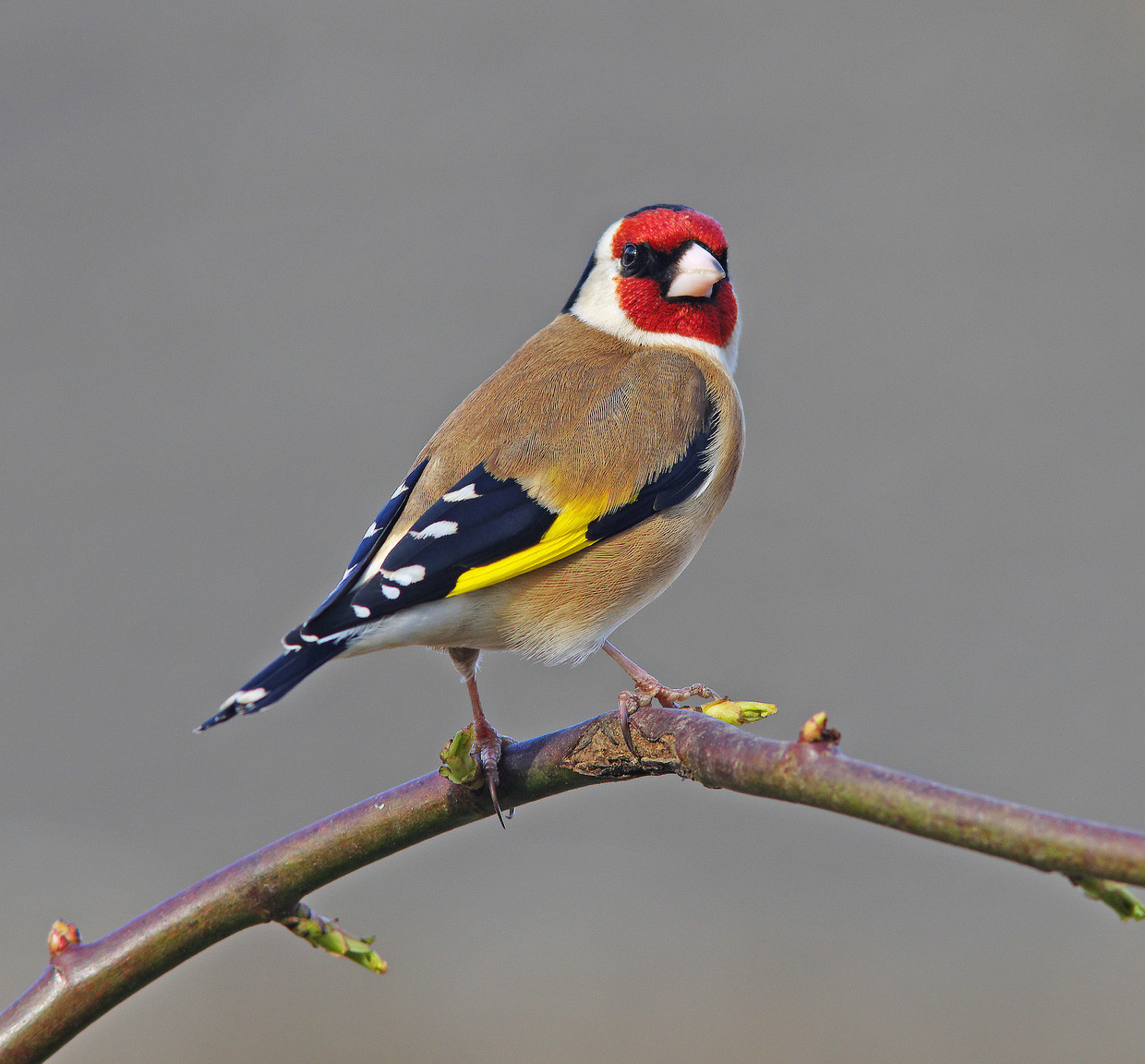 Eeuwenlang was hij vooral populair in kooitjes, maar nu is de putter ...