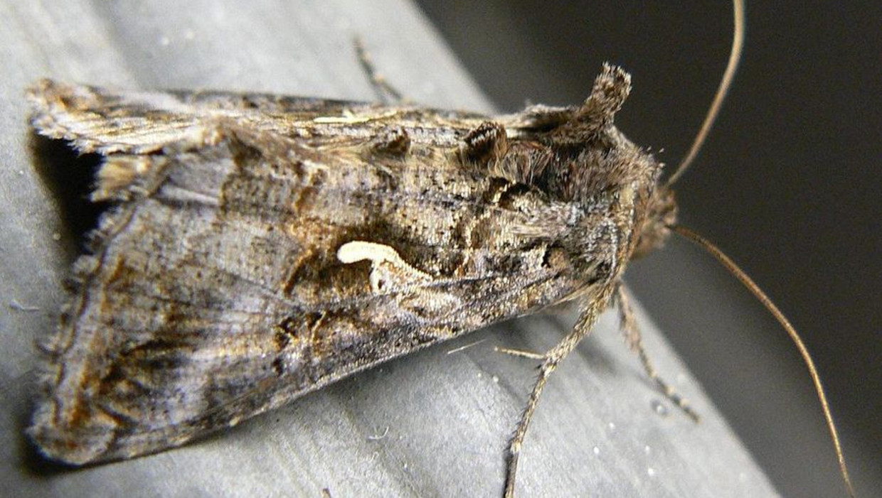 Gamma-uil komt het meeste voor bij vlindertelling van Natuurpunt