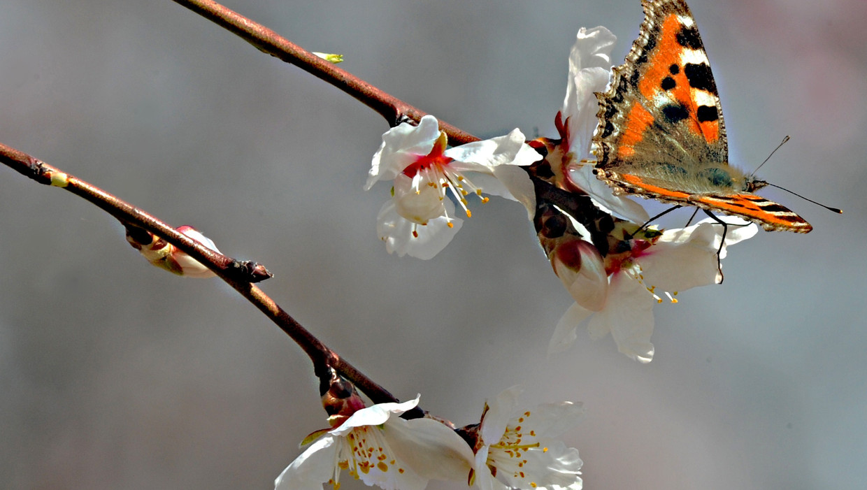 Lente begint 12 dagen vroeger dan een eeuw geleden | De Morgen