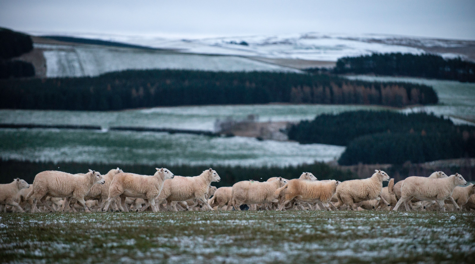 In Jedburgh wil niet iedereen een onafhankelijk Schotland: ‘Mijn zoon ...