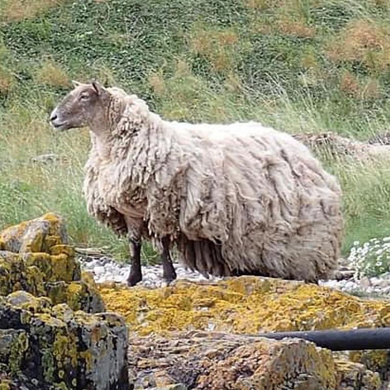 Verloren schaap bevindt zich al twee jaar eenzaam aan de voet van een klif