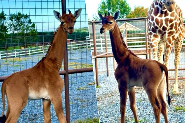 Uniek: voor het eerst giraf zonder vlekken geboren in Amerikaanse zoo