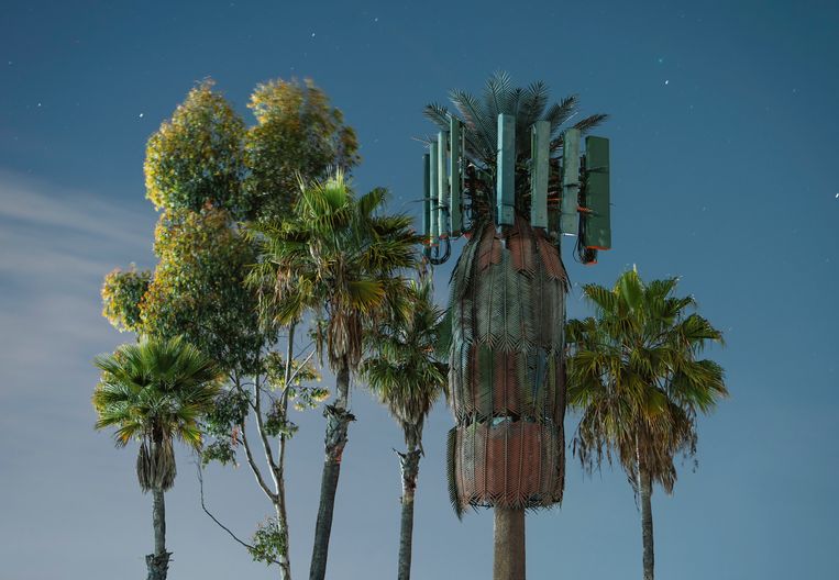 Vergis u niet: deze palmbomen zijn géén palmbomen | De Morgen