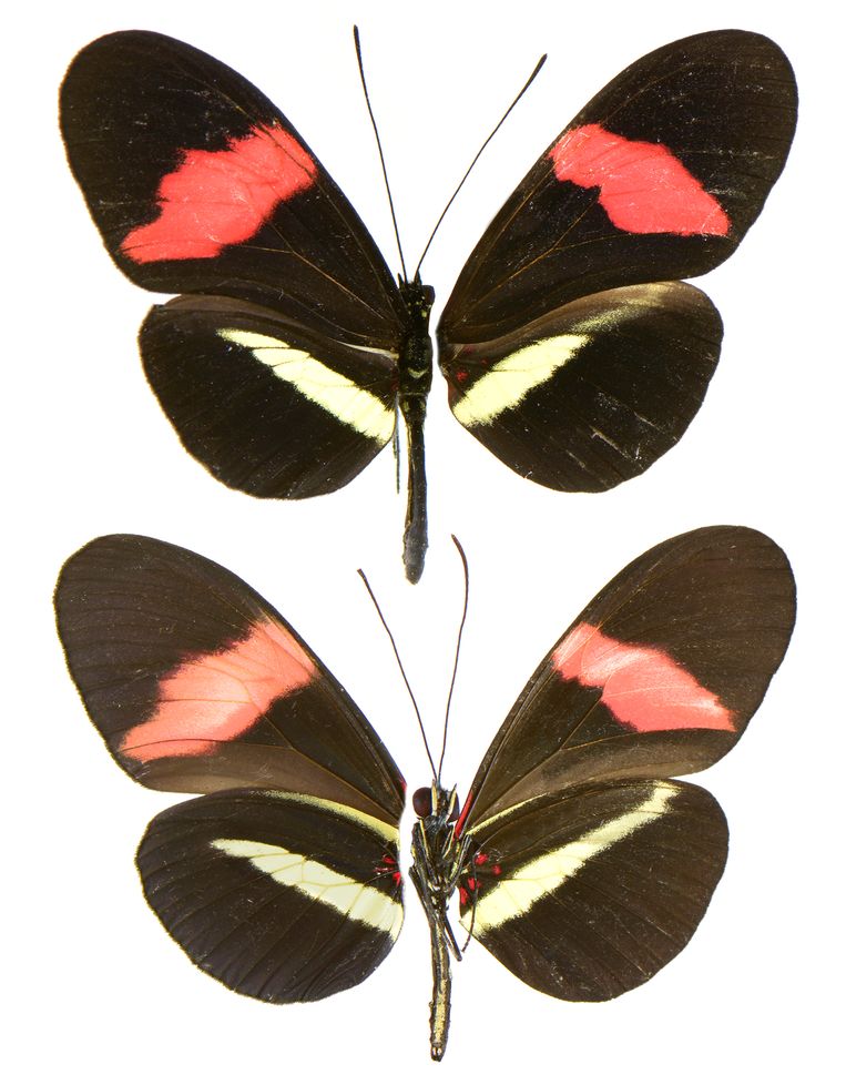 Twee bijna identieke vlinders, ander genetisch materiaal: Belg werpt ...