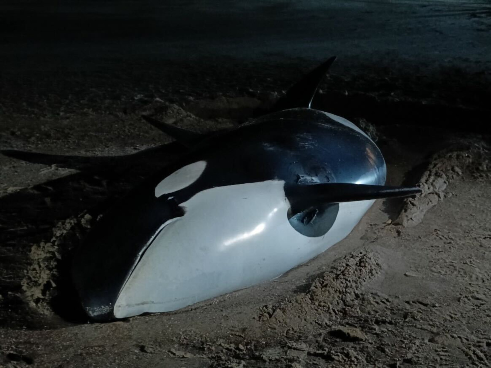 Aangespoelde orka overleden op strand van Cadzand | De Morgen