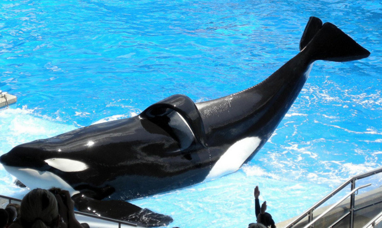 Deze leugens over orka's in gevangenschap willen parken je doen geloven