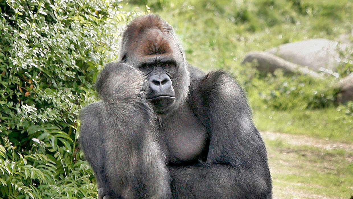 Bokito (1996-2023), wereldberoemd na ontsnapping en mishandeling, werd ...