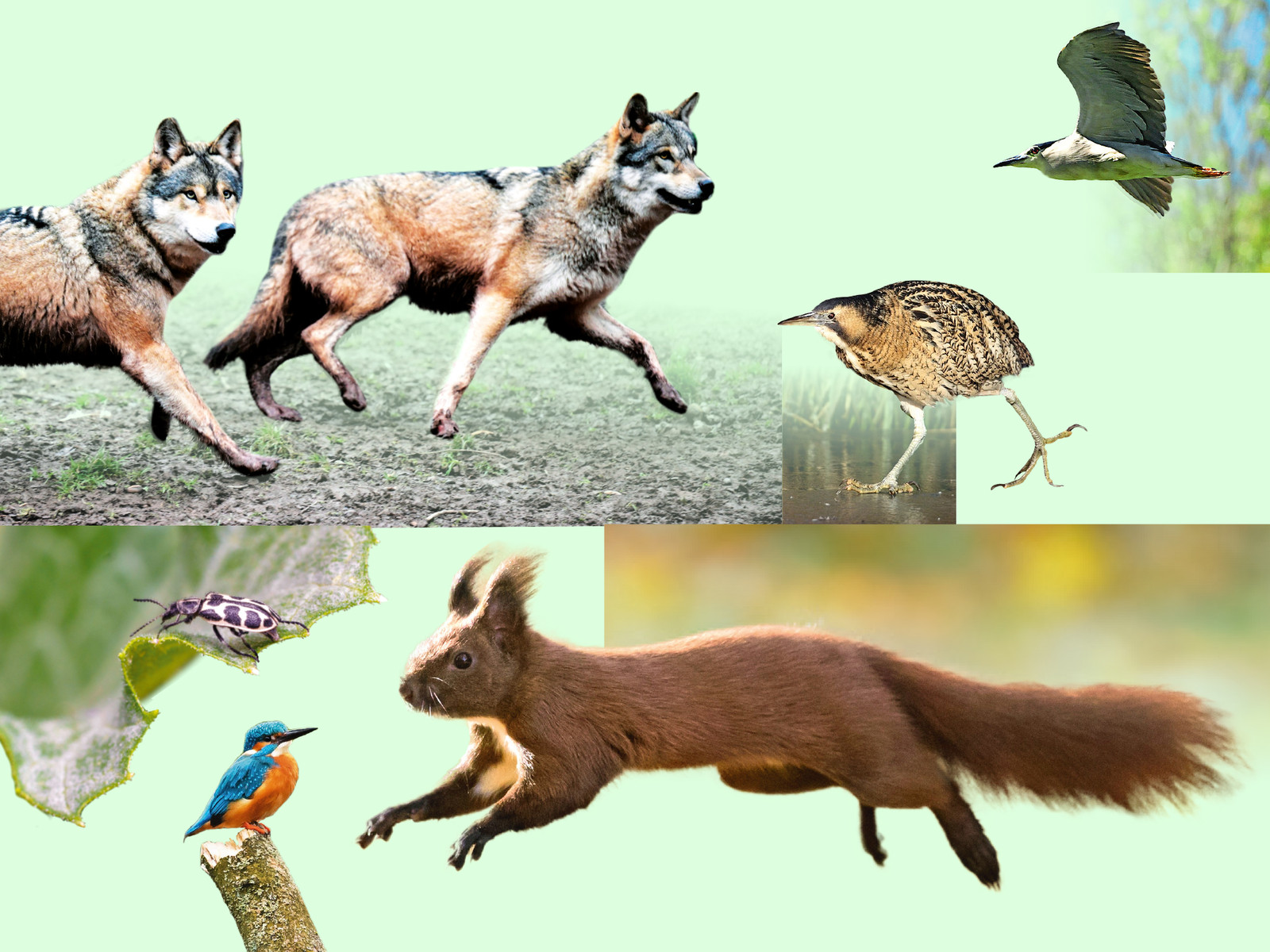 Is er dan echt geen hoopgevend nieuws voor het herstel van de natuur ...