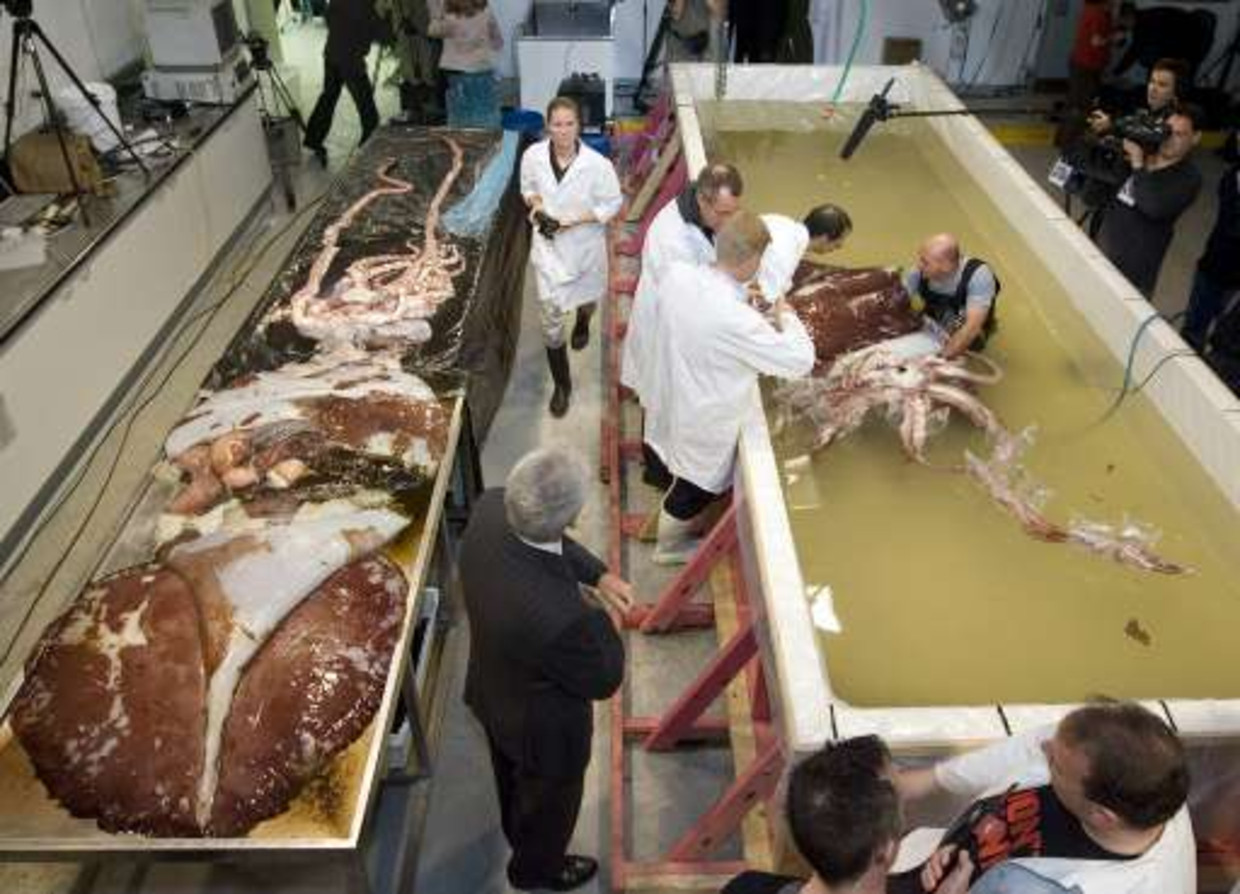 Kolossale inktvis ziet door meer dan voetbalgrote ogen | De Morgen