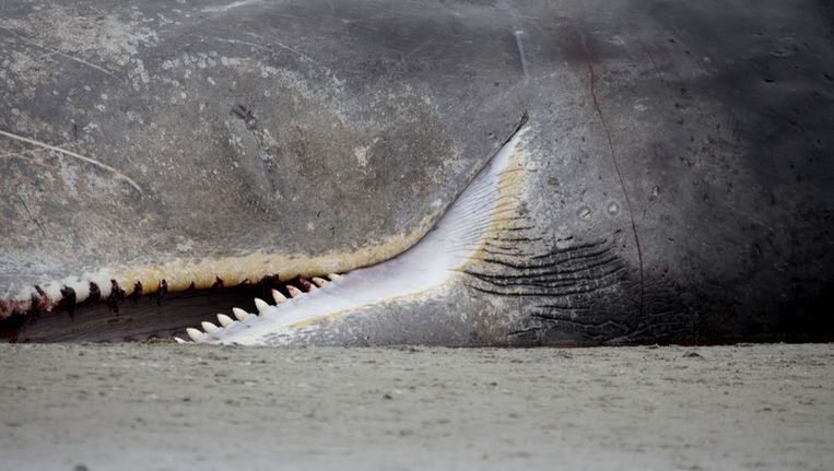 Potvis dag en nacht bewaakt tegen diefstal tanden en darmen | De Morgen