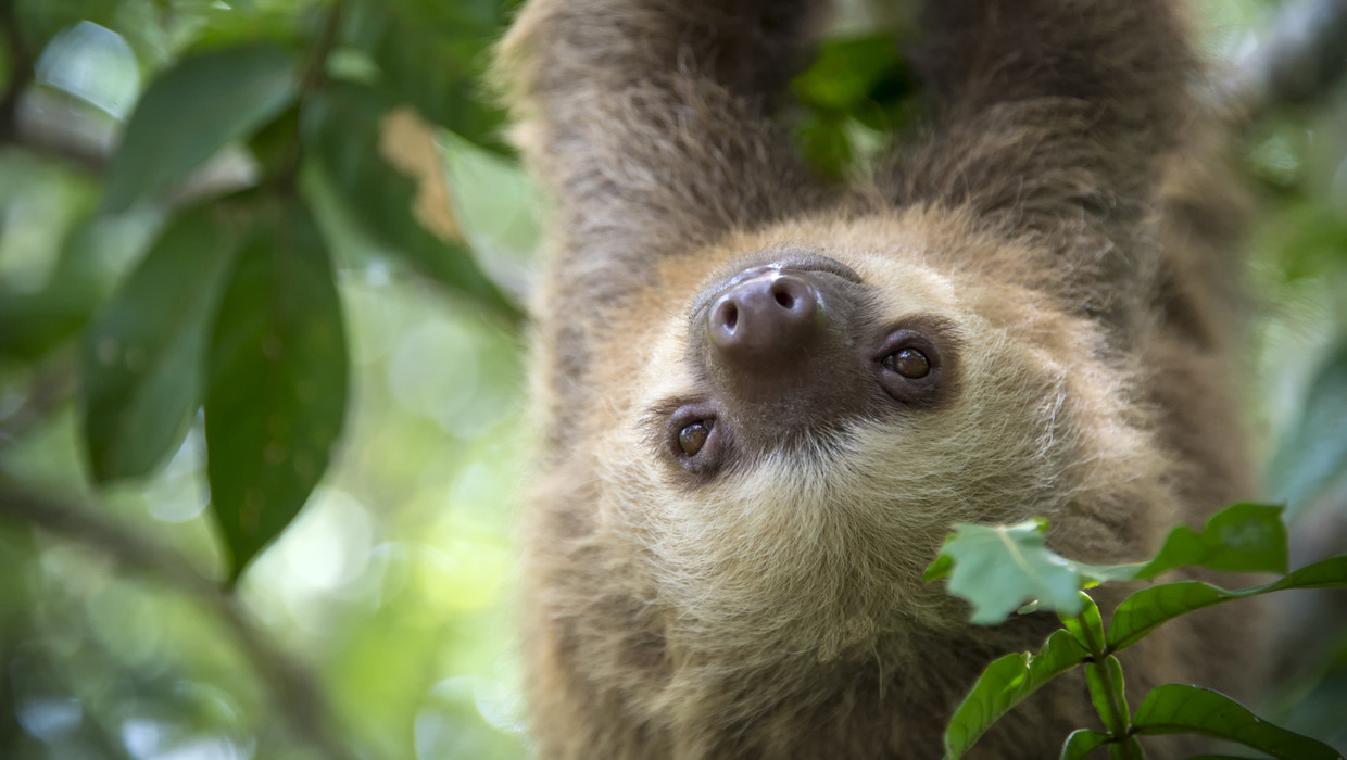 Luiaard is niet lui, alleen heel voorzichtig | De Morgen