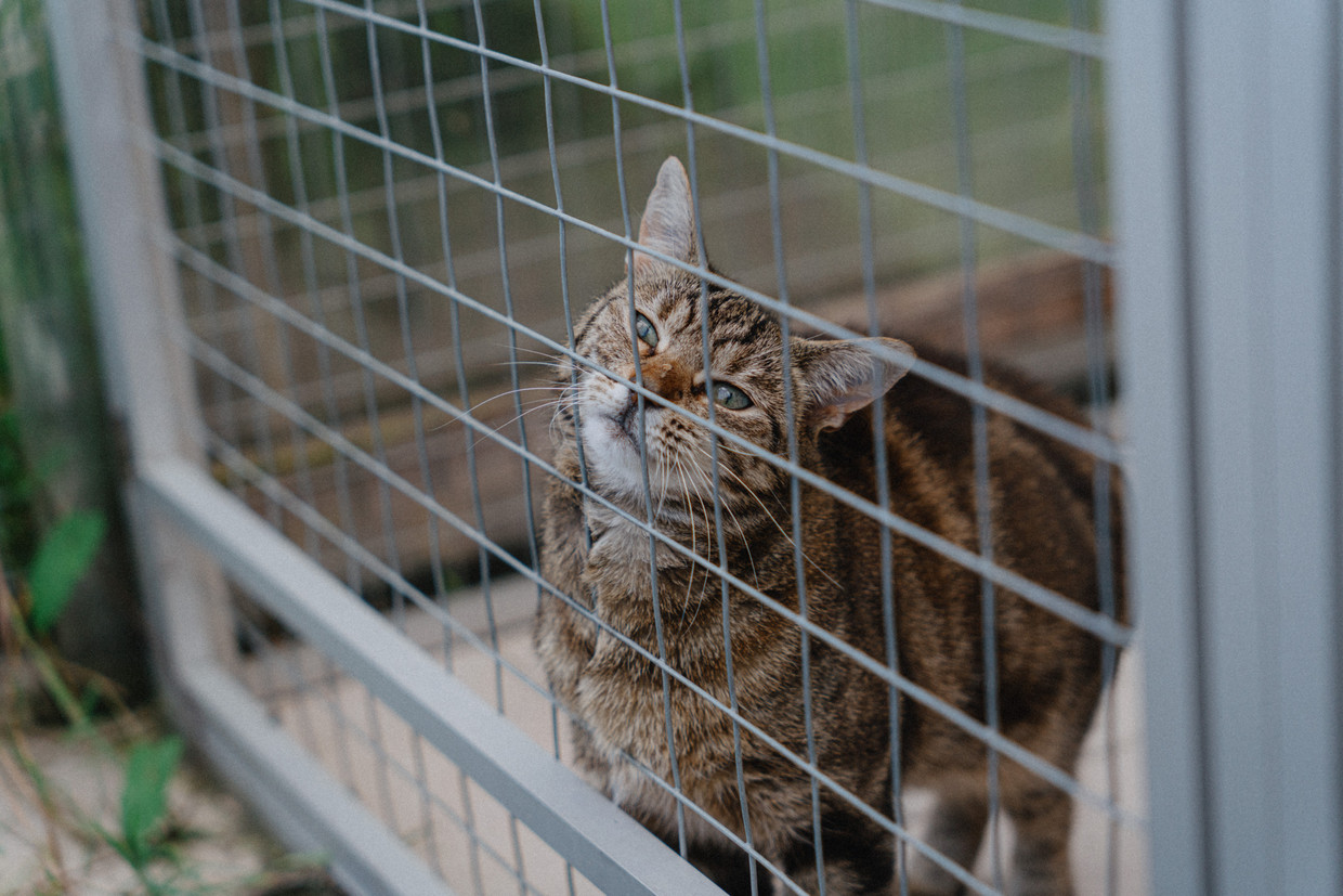Vlaamse dierenasielen vingen vorig jaar 48.000 dieren op | De Morgen