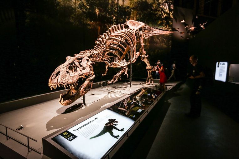 Hoe slim was de T. Rex? | De Morgen