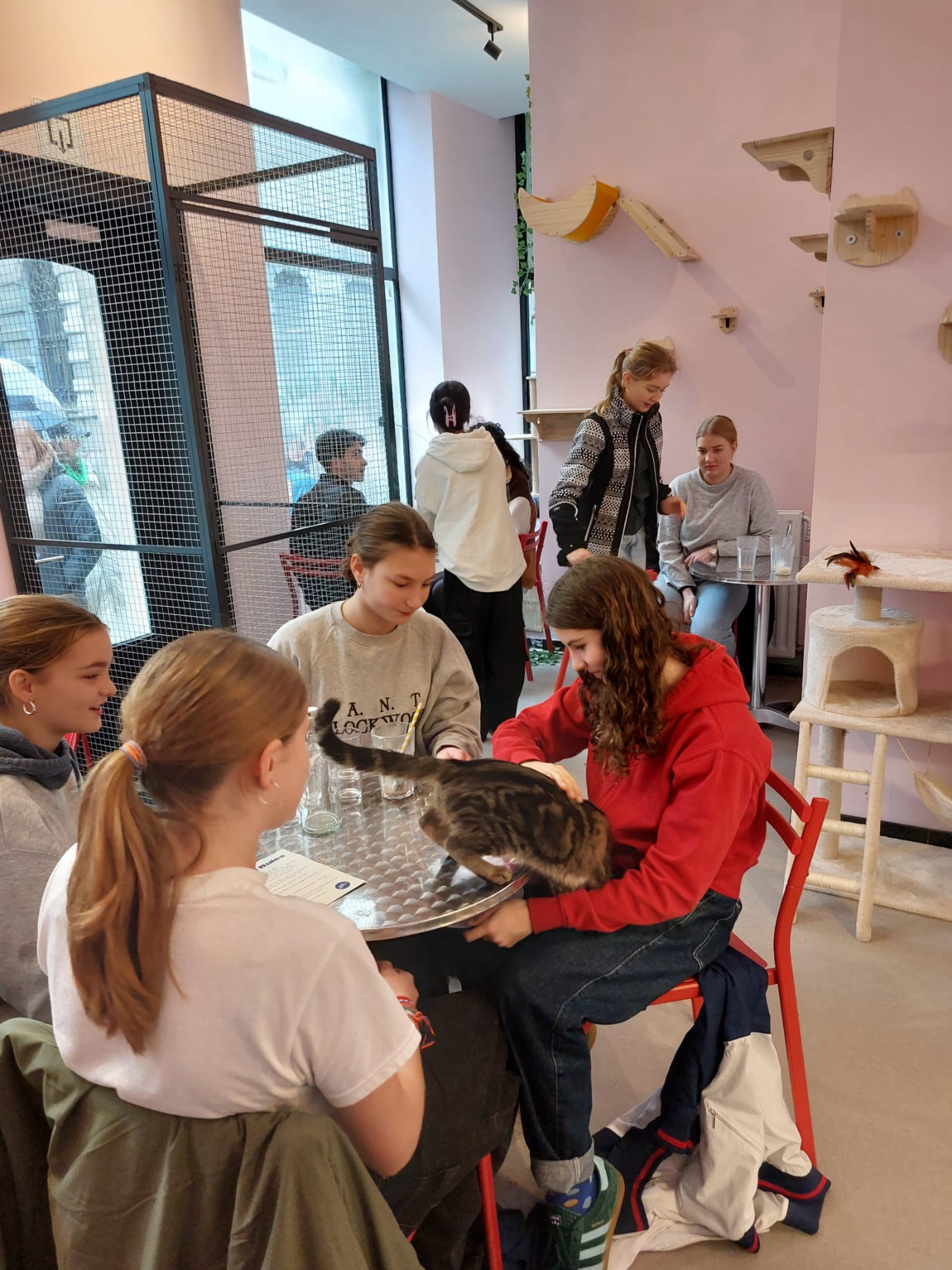 Antwerpen krijgt zijn eerste kattencafé: ‘We moeten altijd zo snel ...