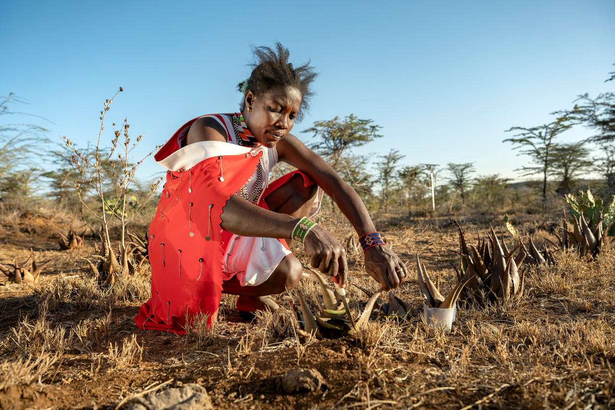 Kenianen moeten anders gaan leven nu door droogte het vee dood is: ‘Dit ...