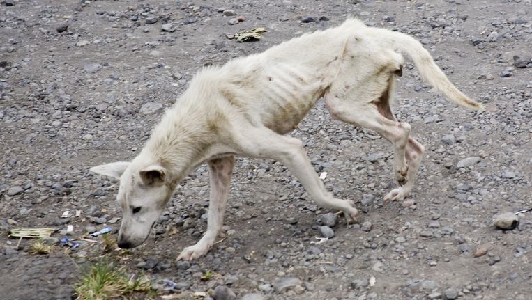 Enorme piek in dierenmishandeling | De Morgen