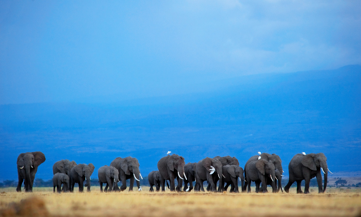 Beide soorten Afrikaanse olifant bedreigd door stroperij en verdwijning leefgebied