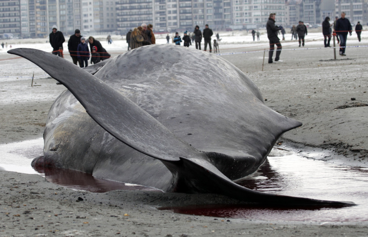 Potvis dag en nacht bewaakt tegen diefstal tanden en darmen | De Morgen