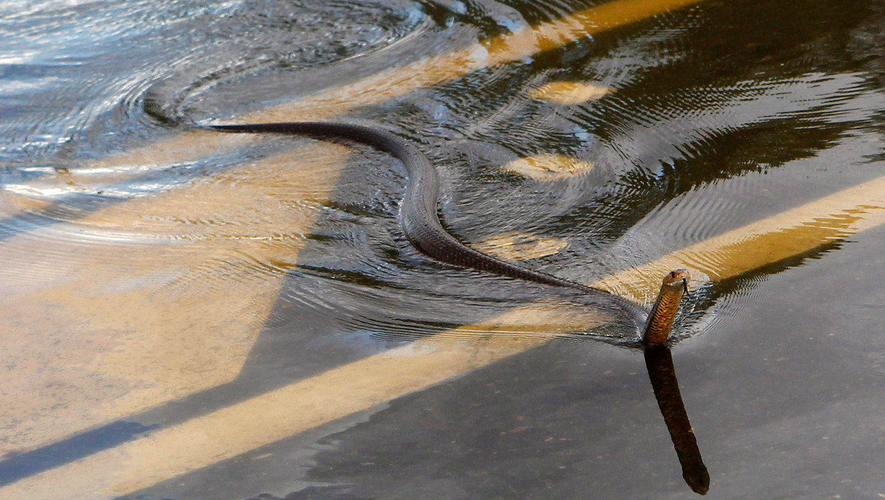 Giftige slangen en spinnen in overstroomde huizen Australië | De Morgen