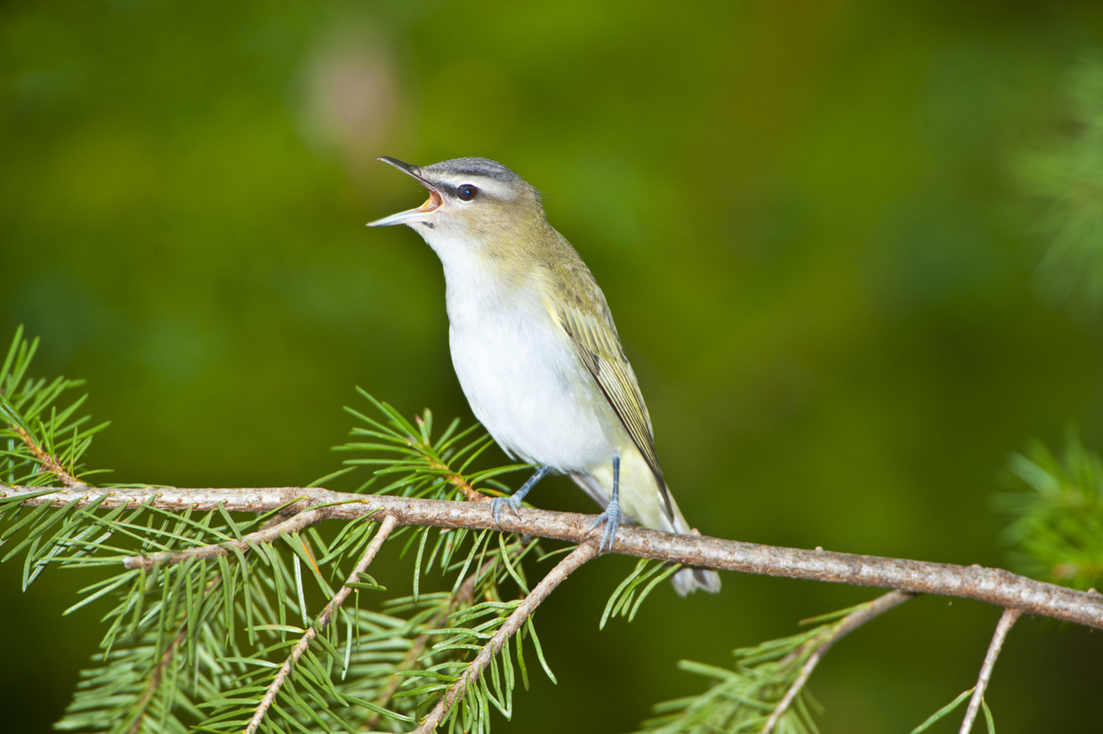 Zeldzame zangvogels aan onze kust: kwestie van klimaat of meer en ...