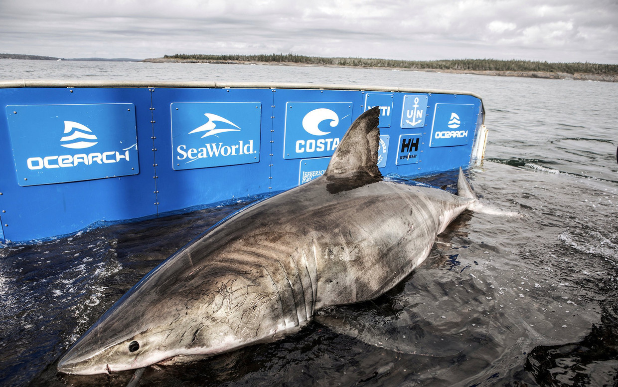 ‘Afslag gemist’: reusachtige witte haai op weg naar Europa | De Morgen